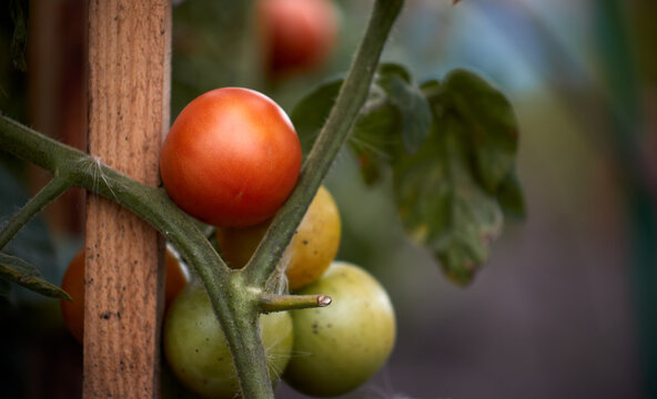 Strauchtomate Bilder – Durchsuchen 40,484 Archivfotos, Vektorgrafiken ...