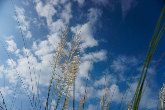 Kashful Images – Browse 279 Stock Photos, Vectors, and Video | Adobe Stock