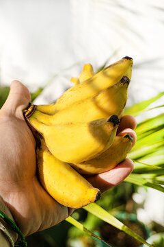 Plantan Images – Browse 58 Stock Photos, Vectors, and Video | Adobe Stock