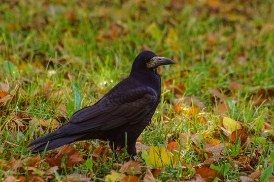 Gawron Images – Browse 257 Stock Photos, Vectors, and Video | Adobe Stock