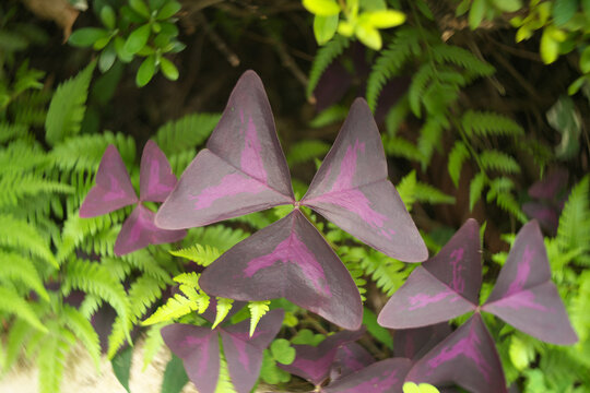 รูปภาพTriangularis – เลือกดูภาพถ่ายสต็อก เวกเตอร์ และวิดีโอ1,172 ...