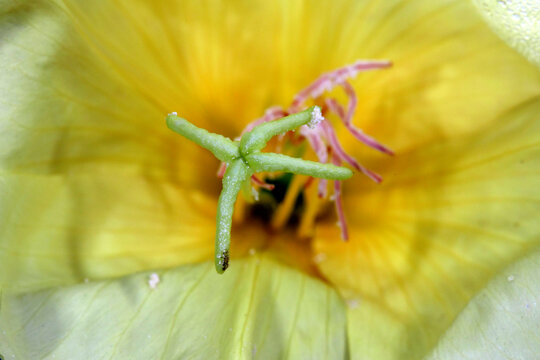 Onagra Images – Browse 46 Stock Photos, Vectors, and Video | Adobe Stock