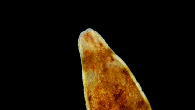 Nemertea Images – Browse 197 Stock Photos, Vectors, and Video | Adobe Stock