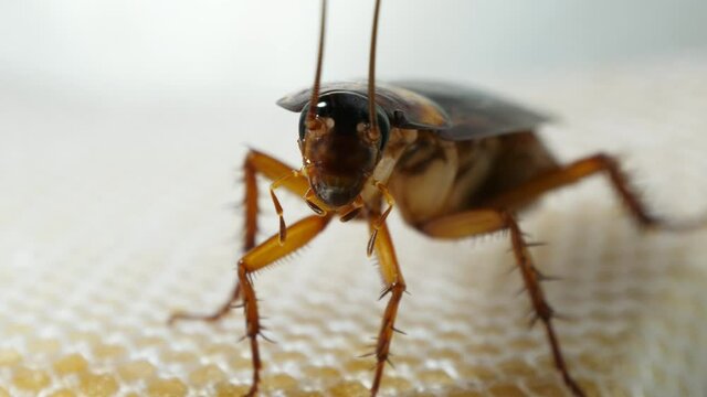 Cockroach Images – Browse 50,304 Stock Photos, Vectors, and Video ...