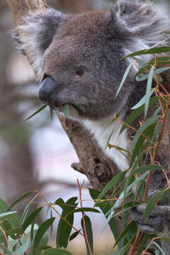 "Australian Mammal" Billeder – Gennemse 295 stockfotos, vektorer og ...