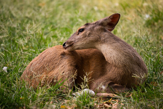รูปภาพVeado – เลือกดูภาพถ่ายสต็อก เวกเตอร์ และวิดีโอ269 | Adobe Stock
