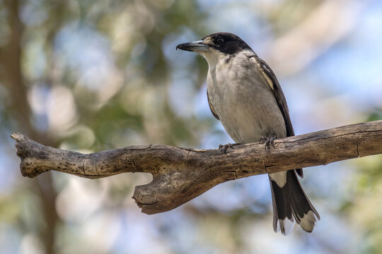 Butcher-Bird Images – Browse 1,133 Stock Photos, Vectors, and Video ...