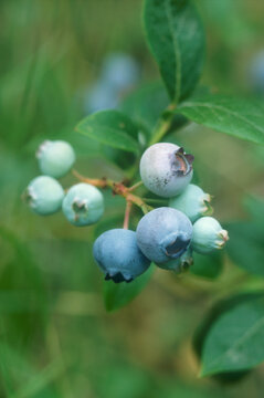 Myrtille Bilder – Durchsuchen 2,581 Archivfotos, Vektorgrafiken und ...