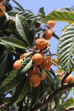 Bibasse Images – Parcourir 101 le catalogue de photos, vecteurs et ...