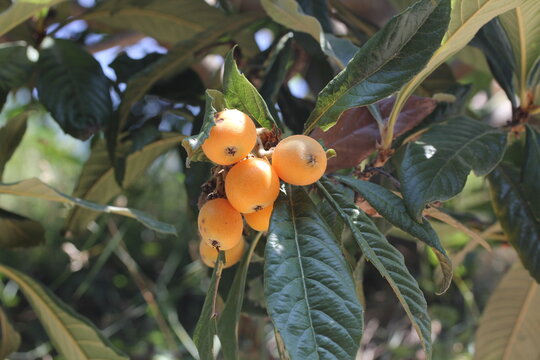 Bibace Images – Parcourir 91 le catalogue de photos, vecteurs et vidéos ...