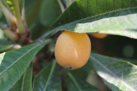 Bibasse - Images et vidéos libres de droits | Adobe Stock