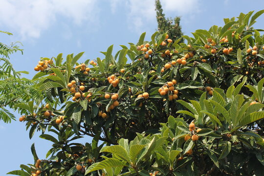 Bibasse - Images et vidéos libres de droits | Adobe Stock