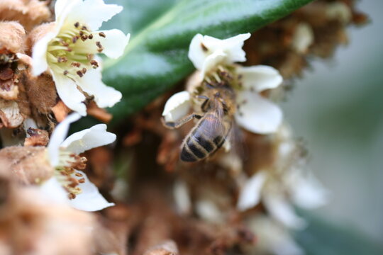 Bibasse - Images et vidéos libres de droits | Adobe Stock