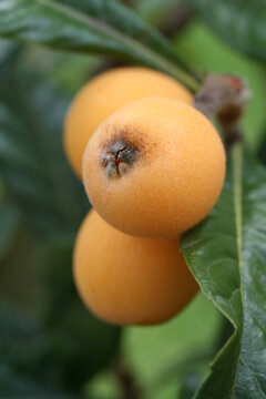 Bibace - Images et vidéos libres de droits | Adobe Stock