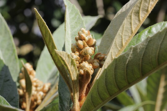 Bibasse - Images et vidéos libres de droits | Adobe Stock