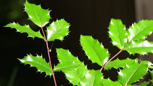 "Sharp Leaves" - Images et vidéos libres de droits | Adobe Stock