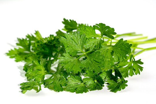 「Pasley」の写真素材 | 1,071件の無料イラスト画像 | Adobe Stock