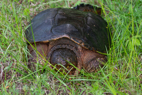 รูปภาพChelydridae – เลือกดูภาพถ่ายสต็อก เวกเตอร์ และวิดีโอ1,709 | Adobe ...