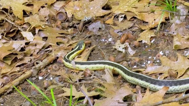 "Ribbon Snake" Images – Browse 220 Stock Photos, Vectors, and Video ...