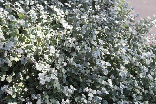 Imphepho Images – Browse 43 Stock Photos, Vectors, and Video | Adobe Stock