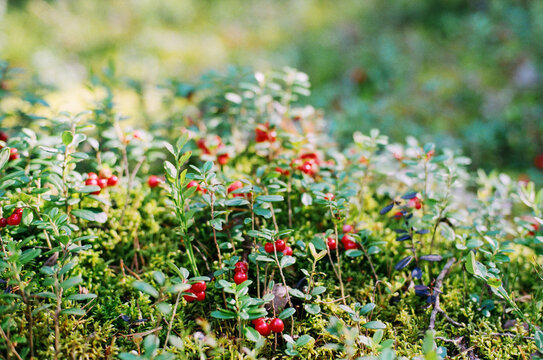 รูปภาพFoxberry – เลือกดูภาพถ่ายสต็อก เวกเตอร์ และวิดีโอ53,865 | Adobe Stock