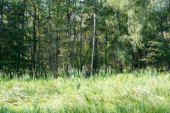 Sumpfig Bilder – Durchsuchen 1,054 Archivfotos, Vektorgrafiken und ...