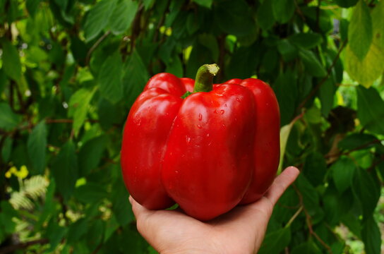 "Sweet Paprika" Bilder – Durchsuchen 508 Archivfotos, Vektorgrafiken ...