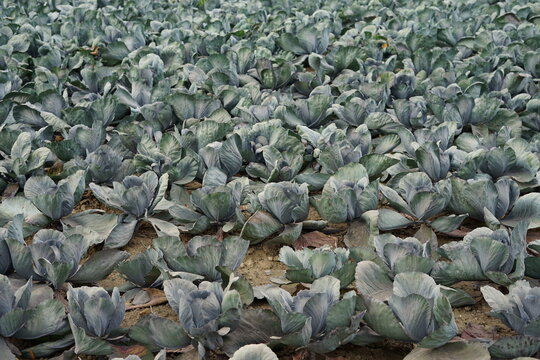 รูปภาพKopfkohl – เลือกดูภาพถ่ายสต็อก เวกเตอร์ และวิดีโอ201 | Adobe Stock