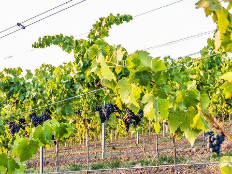 Rebstock bilder – Bläddra bland 9,719 stockfoton, vektorer och videor ...