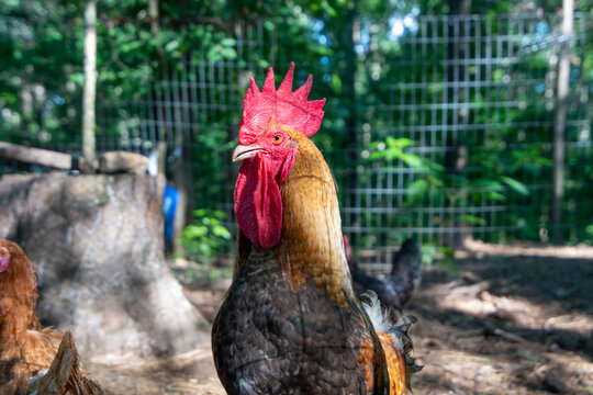 รูปภาพCockrel – เลือกดูภาพถ่ายสต็อก เวกเตอร์ และวิดีโอ253,683 | Adobe Stock