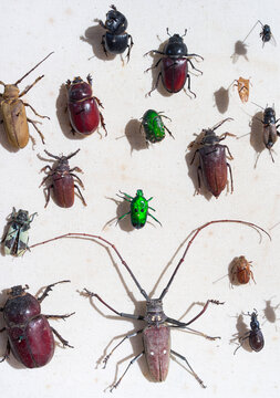 Insectophobia Bilder – Durchsuchen 461 Archivfotos, Vektorgrafiken und ...