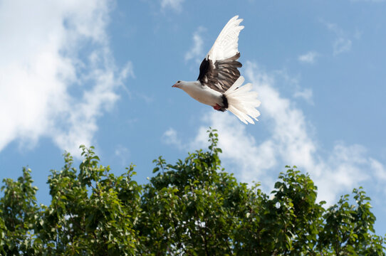 รูปภาพPacifistic – เลือกดูภาพถ่ายสต็อก เวกเตอร์ และวิดีโอ215 | Adobe Stock