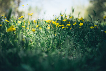 30+ Free Yellow Calm Background Pictures - Pikwizard