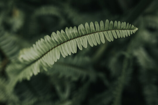 Filicales Bilder – Durchsuchen 1,652 Archivfotos, Vektorgrafiken und ...