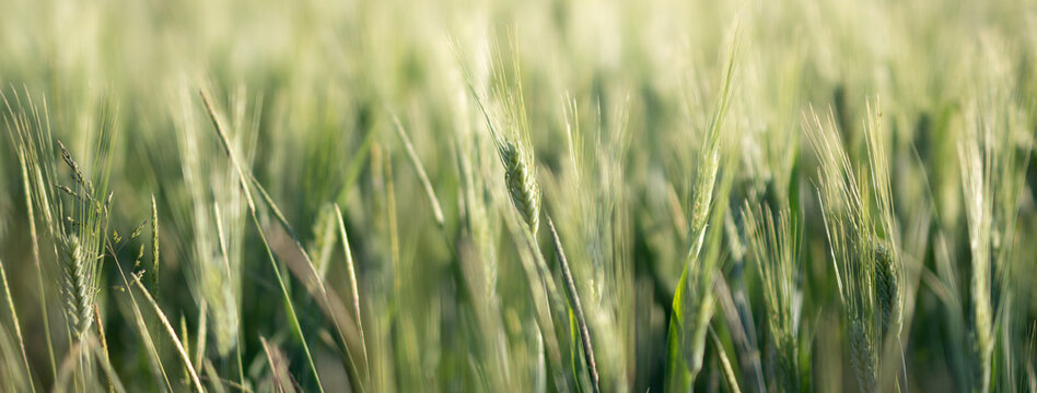 "Spiga Di Grano" Images – Browse 512 Stock Photos, Vectors, and Video ...