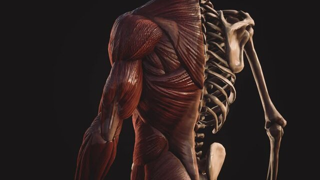 Human Muscle Images – Browse 2,908,354 Stock Photos, Vectors, and Video ...