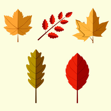 Maple Leaf Vector Art