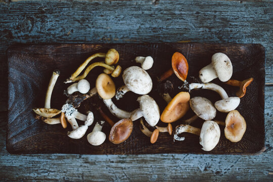 Pilzsorten-Bilder: Stock-Fotos & -Videos. | Adobe Stock