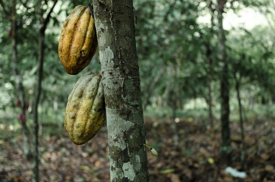 「Chuao」の画像 - 97 件の Stock 写真、ベクターおよびビデオ | Adobe Stock