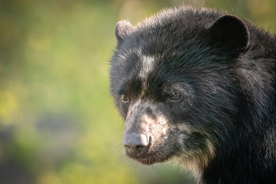 Ralph Lear photos, images, assets | Adobe Stock