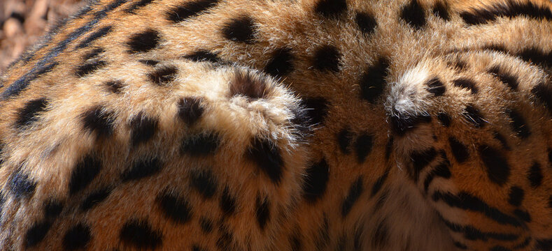 รูปภาพTierboskat – เลือกดูภาพถ่ายสต็อก เวกเตอร์ และวิดีโอ167 | Adobe Stock