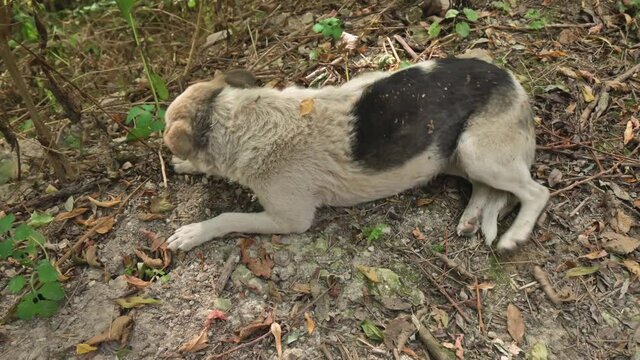 รูปภาพPitful – เลือกดูภาพถ่ายสต็อก เวกเตอร์ และวิดีโอ26 | Adobe Stock