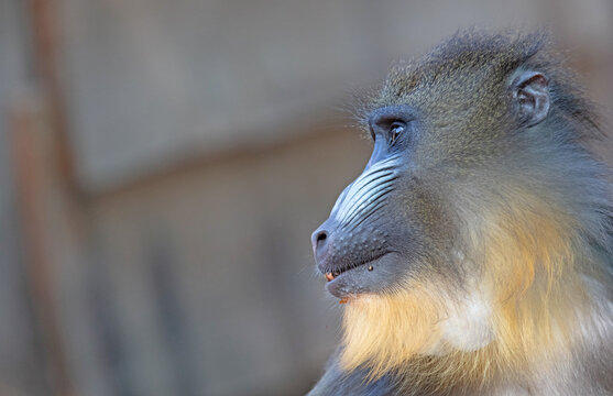 รูปภาพMandril – เลือกดูภาพถ่ายสต็อก เวกเตอร์ และวิดีโอ48,271 | Adobe Stock