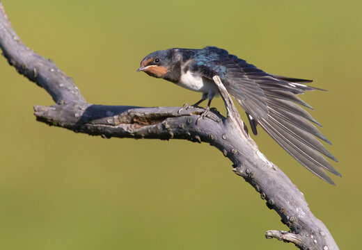 Hirundo bilder – Bläddra bland 7,983 stockfoton, vektorer och videor ...