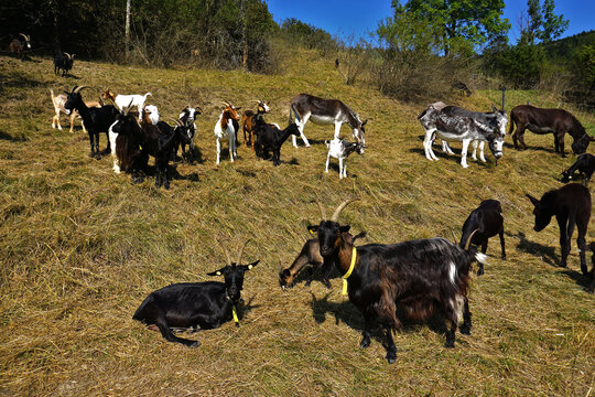 Huftiere bilder – Bläddra bland 2,047 stockfoton, vektorer och videor ...