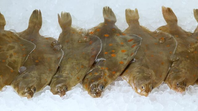 รูปภาพPlaice – เลือกดูภาพถ่ายสต็อก เวกเตอร์ และวิดีโอ13,561 | Adobe Stock