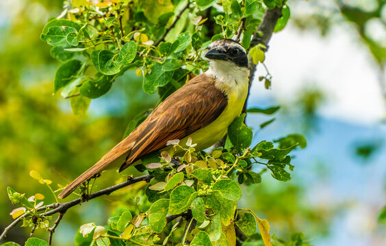 รูปภาพMuscicapidae – เลือกดูภาพถ่ายสต็อก เวกเตอร์ และวิดีโอ13,802 ...