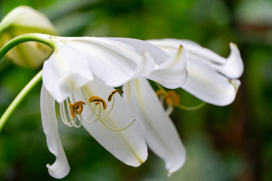 Azucena Bilder – Durchsuchen 5,615 Archivfotos, Vektorgrafiken und ...
