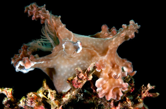 Alleni Bilder – Durchsuchen 183 Archivfotos, Vektorgrafiken und Videos ...