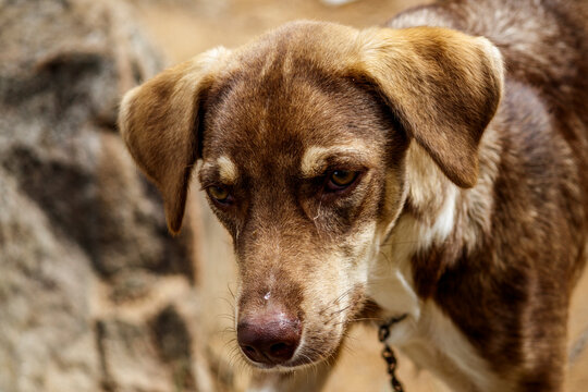 "Chained Dog" Images – Browse 141 Stock Photos, Vectors, and Video ...